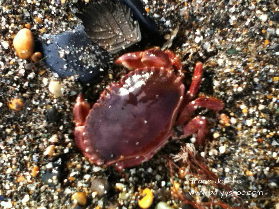Biddy's Rocky Beach